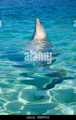 Bottlenose dolphins, the genus Tursiops, are the most common and well ...
