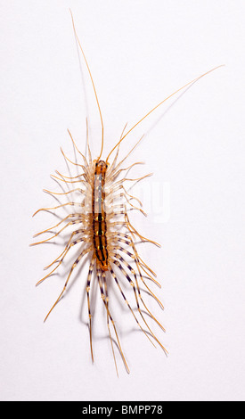 House centipede. Scutigera coleoptrata Stock Photo - Alamy