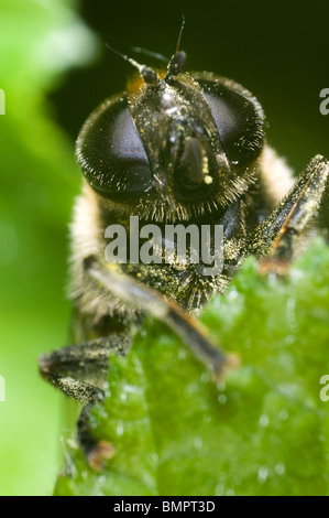 Close up of Hoverfly, Eristalis species Stock Photo - Alamy