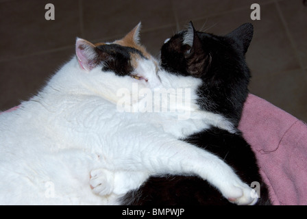 two cats in love Stock Photo - Alamy