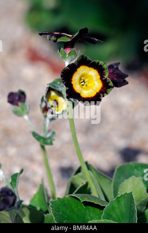 Primula auricula Rajah Show Fancy Red flowers with a green edge Lightly ...