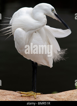 Egret plays on pool Stock Photo - Alamy