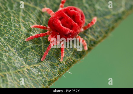 Red Velvet Mite (Acarina), Trombidiidae, Pemberton, Western Australia ...