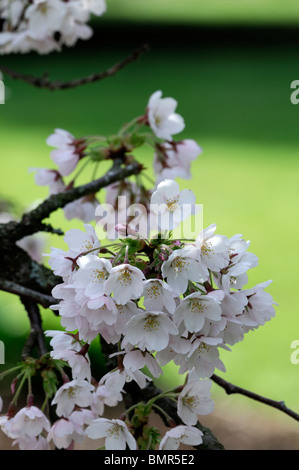 Yoshino cherry (Prunus x yedoensis) flowers blossoming on the branch of ...