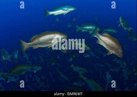 red snapper fish pargo Stock Photo - Alamy