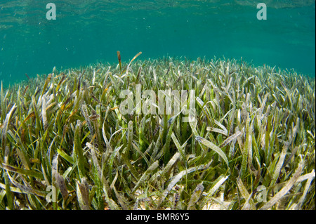 Turtle Grass, Thalassia testudinum Stock Photo - Alamy