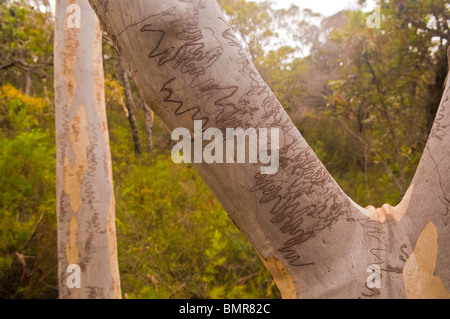 Scribbly Gums & Grass Trees, Mt. Tempest Track, Moreton Island ...