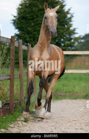 Akhal-Teke horse - galloping Stock Photo - Alamy