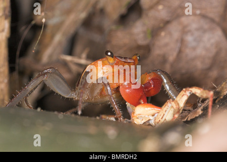 A terrestrial crab in tropical rainforest, Ecuador Stock Photo - Alamy