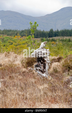 crouching dragon tree, dead tree stump in a marshy field Stock Photo ...