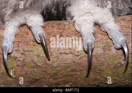 A Tawny Owls feet Stock Photo - Alamy
