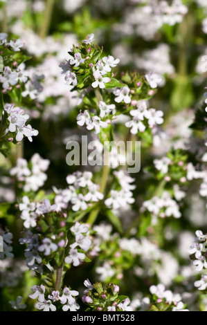 A thyme Thymus vulgaris plant with small green leaves and purple ...