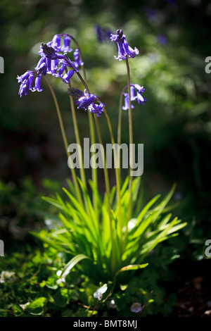 spring flowers bluebells Stock Photo - Alamy