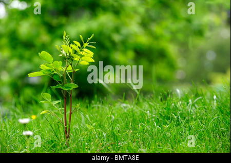 Seedling of a Black Locust tree (Robinia pseudoacacia) an invasive ...