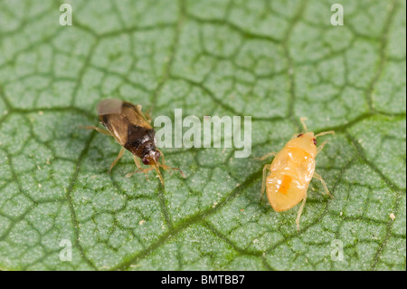 Minute pirate bug adult (left) and nymph (right Stock Photo - Alamy