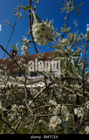Weeping pear blossom (Pyrus salicifolia Stock Photo - Alamy