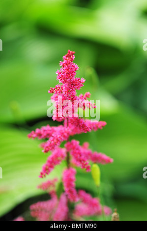 Red Astilbe 'Fanal' (x arendsii) and purple 'Mainz' (japonica hybrid ...