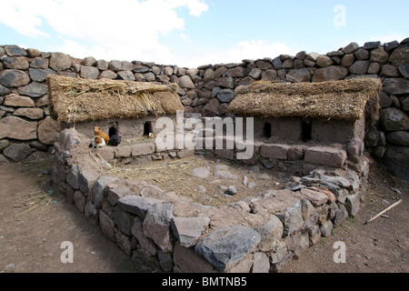 Guinea pigs (Cavia porcellus) farm in Huanuco,Andes mountains, Peru ...