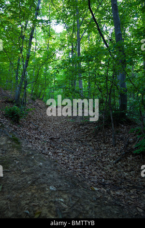 inside a forest Stock Photo - Alamy