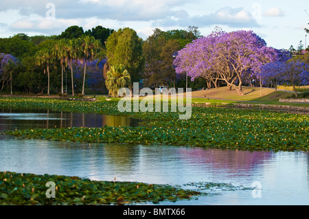 Flowering jacaranda trees, University of Queensland, Brisbane ...