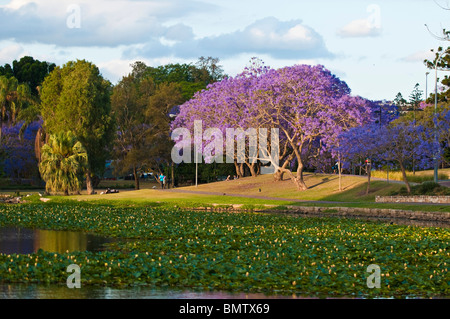 Flowering Jacaranda Trees on the University of Queensland campus ...