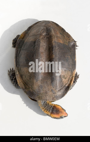 Twist-neck Turtle or Flat-headed Turtle (Platemys platycephala). On ...