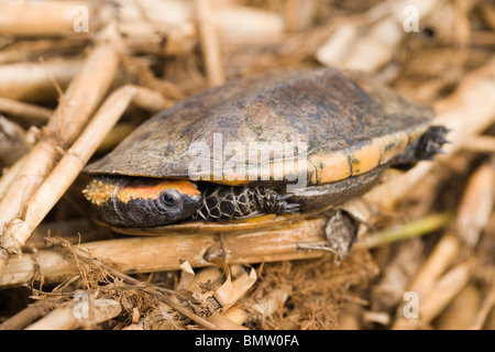 Twist-neck Turtle or Flat-headed Turtle (Platemys platycephala). On ...