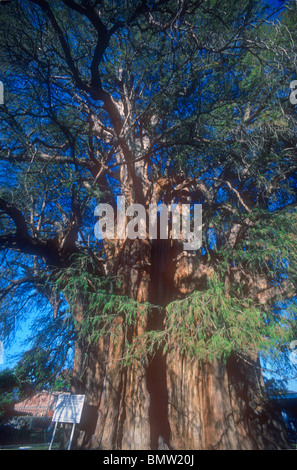 Sacred tree, Montezuma cypress, Taxodium mucronatum, Ahuehuete, Mexico ...