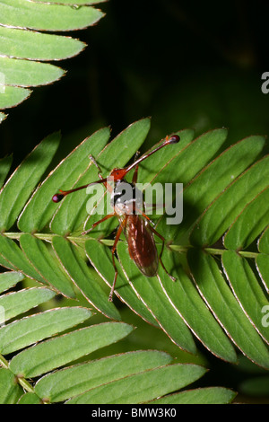 Stalk eyed Fly insects in Thailand and Southeast-Asia Stock Photo - Alamy