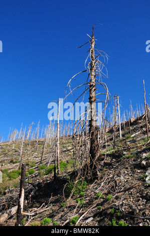 Trees effected by the Aspen Fire of 2003 litter Summerhaven on Mount ...