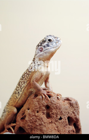 Central Netted Dragon, Ctenophorus nuchalis at Trephina Gorge, east ...