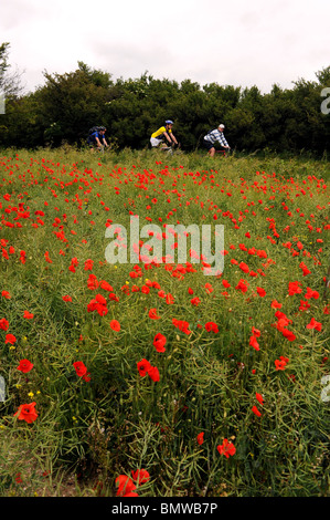 Cyclists pass by a poppy field just north of Brighton East Sussex UK ...