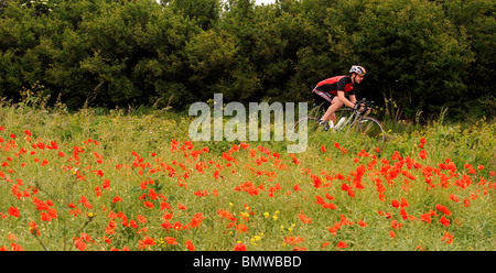Cyclists pass by a poppy field just north of Brighton East Sussex UK ...