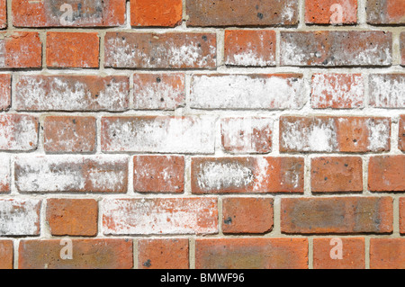 Close up brick wall efflorescence white salt powder disfiguring ...
