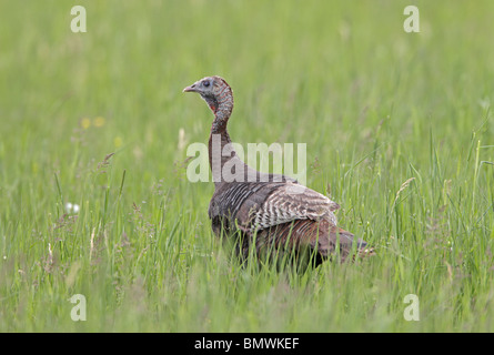 Female Wild Turkey Stock Photo - Alamy
