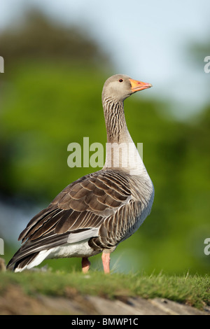 Greylag Goose (Anser anser) is one of the most common waterfowl in ...