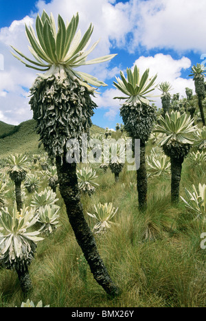 Frailejones, endemic flowers of the paramo of south america, the ...