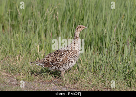 Sharp-tailed Grouse female, Tympanuchus phasianellus, sat in a field in ...
