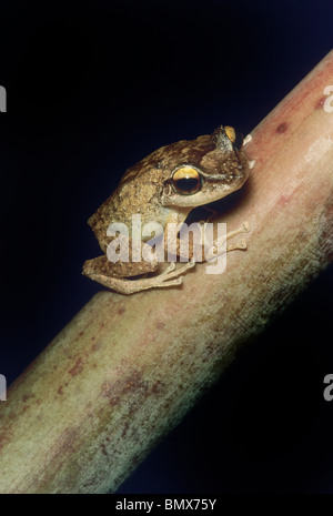 Coqui (Eleutherodactylus coqui), Puerto Rico Stock Photo - Alamy