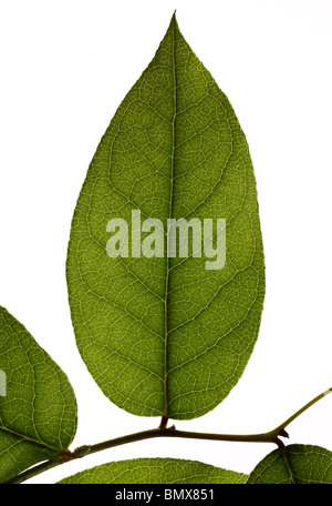 Green plant grow up on cracked stone Stock Photo - Alamy