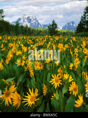 Sunflower Mules Ear wildflower in Grangeville Idaho Stock Photo - Alamy