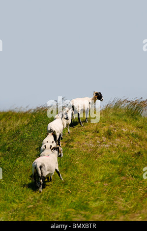 Sheep leader and flock of sheep following him Stock Photo - Alamy