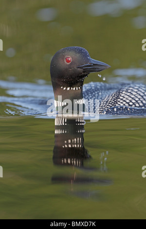 Great northern loon Gavia immer with crab Loch Scridain Isle of Mull ...