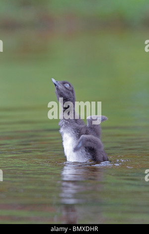 Common Loon Flapping Stock Photo - Alamy