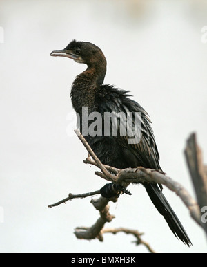 Cormorant bird close up taken on the Somerset levels showing their ...