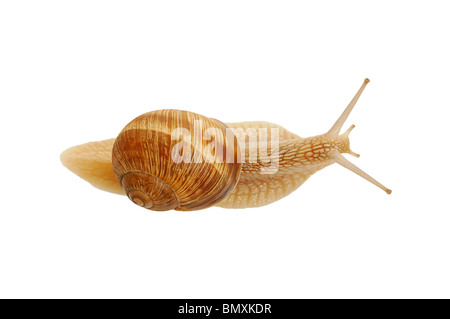 Snail out of shell Stock Photo - Alamy