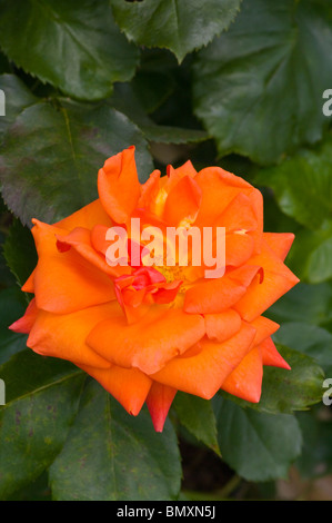 rose, floribunda, roses, floribundas Stock Photo - Alamy