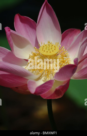 A water lily opens its petals in a pond filled with green lily pads ...