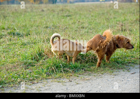 male dogs marking territory Stock Photo - Alamy