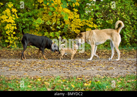 three different dogs Stock Photo - Alamy